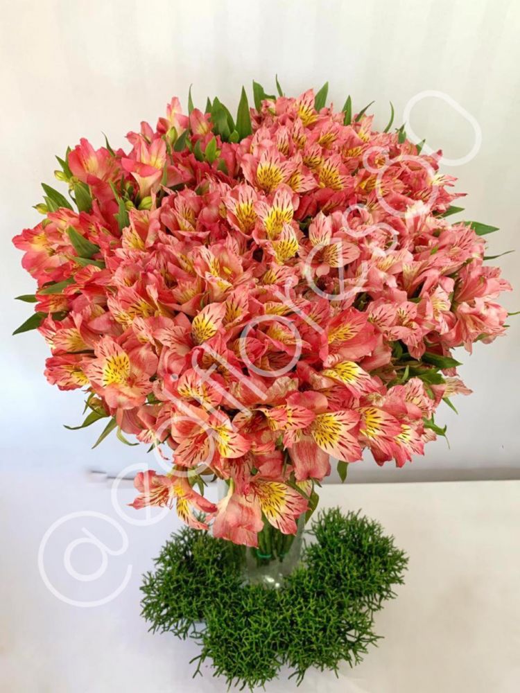 EdiFlores - Astromelia Rosa