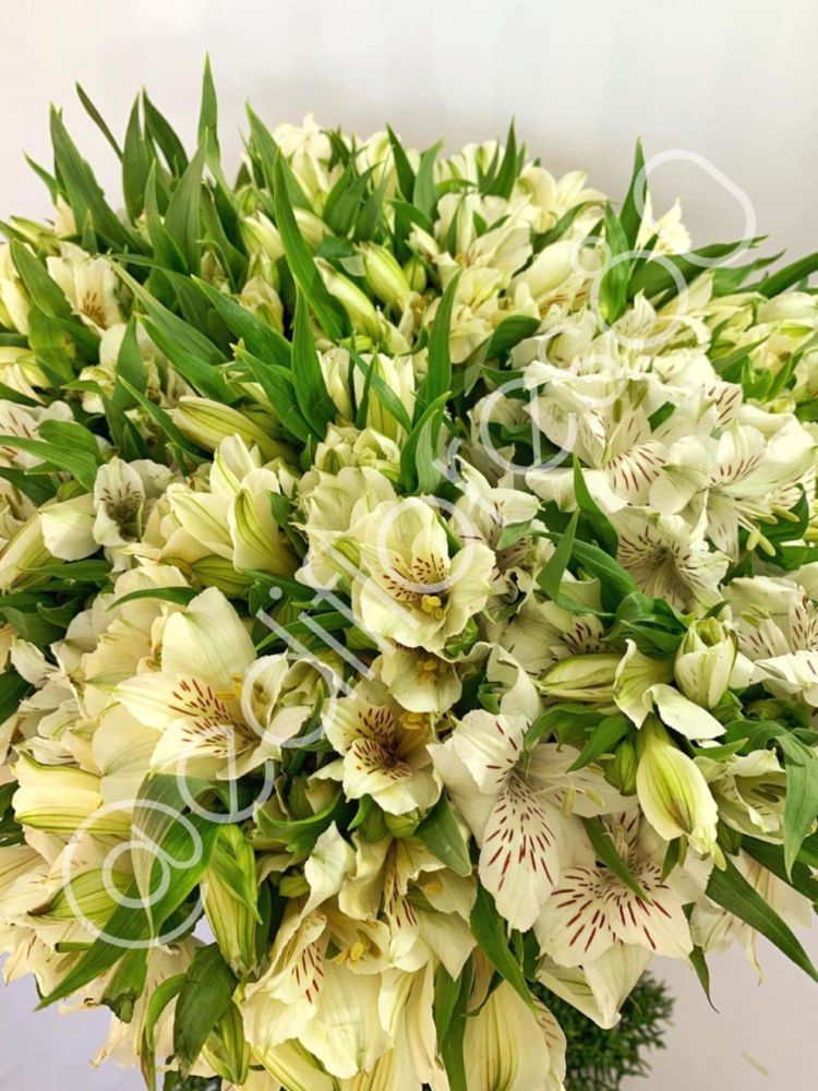 EdiFlores - Astromelia Rosa