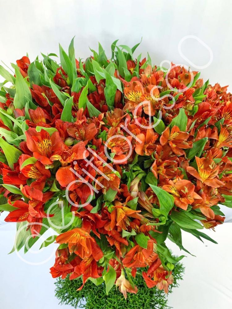 EdiFlores - Astromelia vermelha