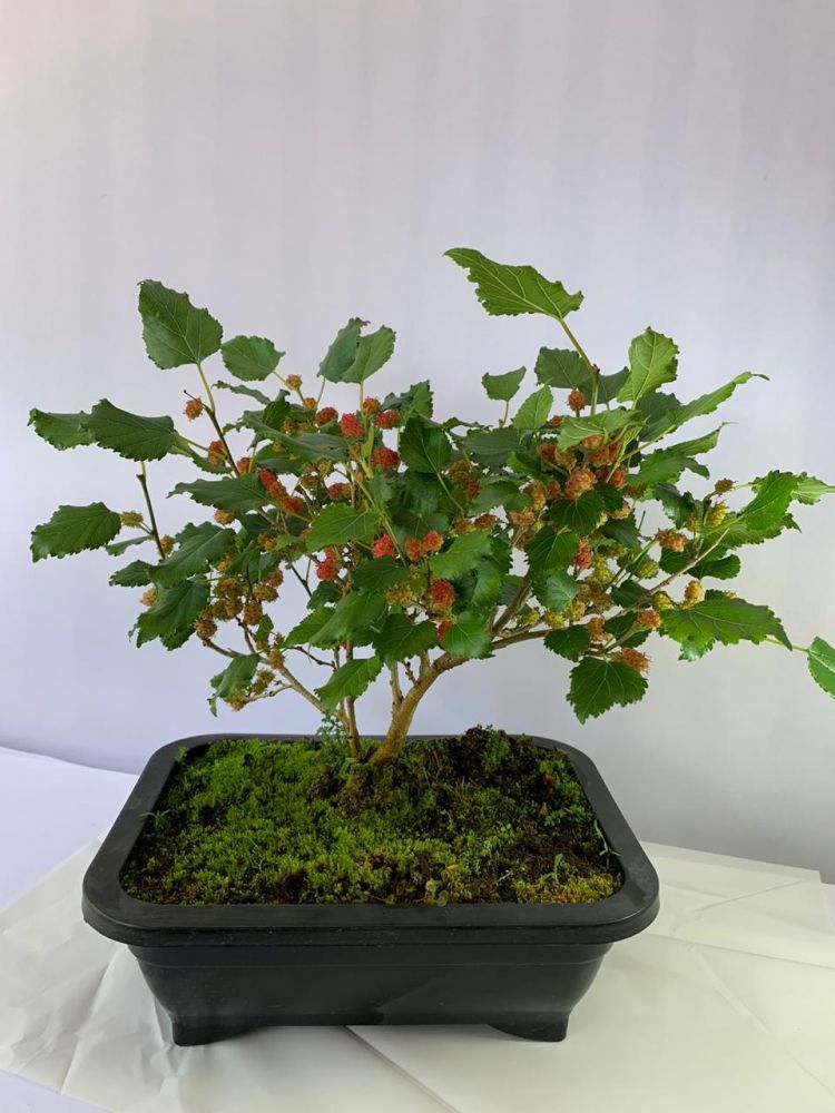 EdiFlores - Bonsai de Amora